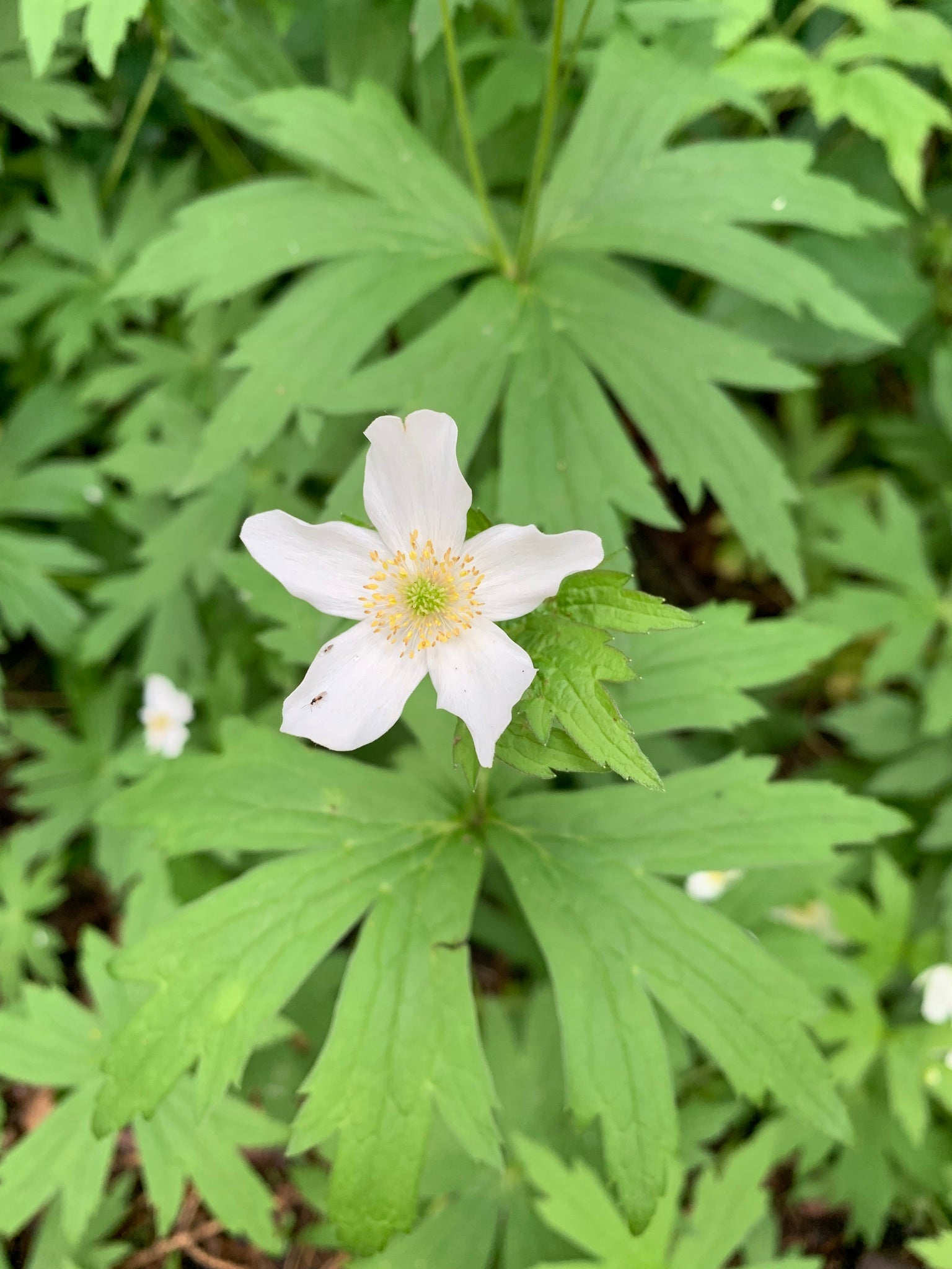 Lauren's Garden Service & Native Plant Nursery